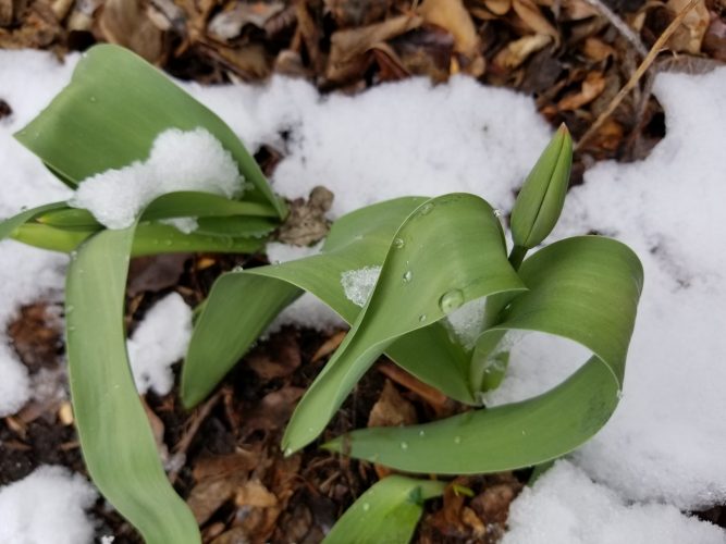 Spring snowfall brings a brief return to winter conditions in Minot ...